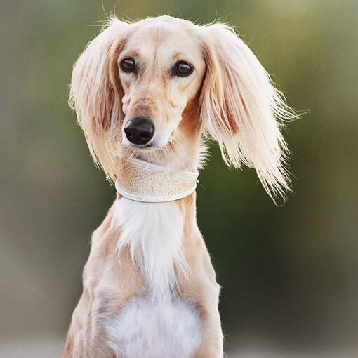 Alfie the Saluki: A Dog Owner's Story | Purina UK | Purina